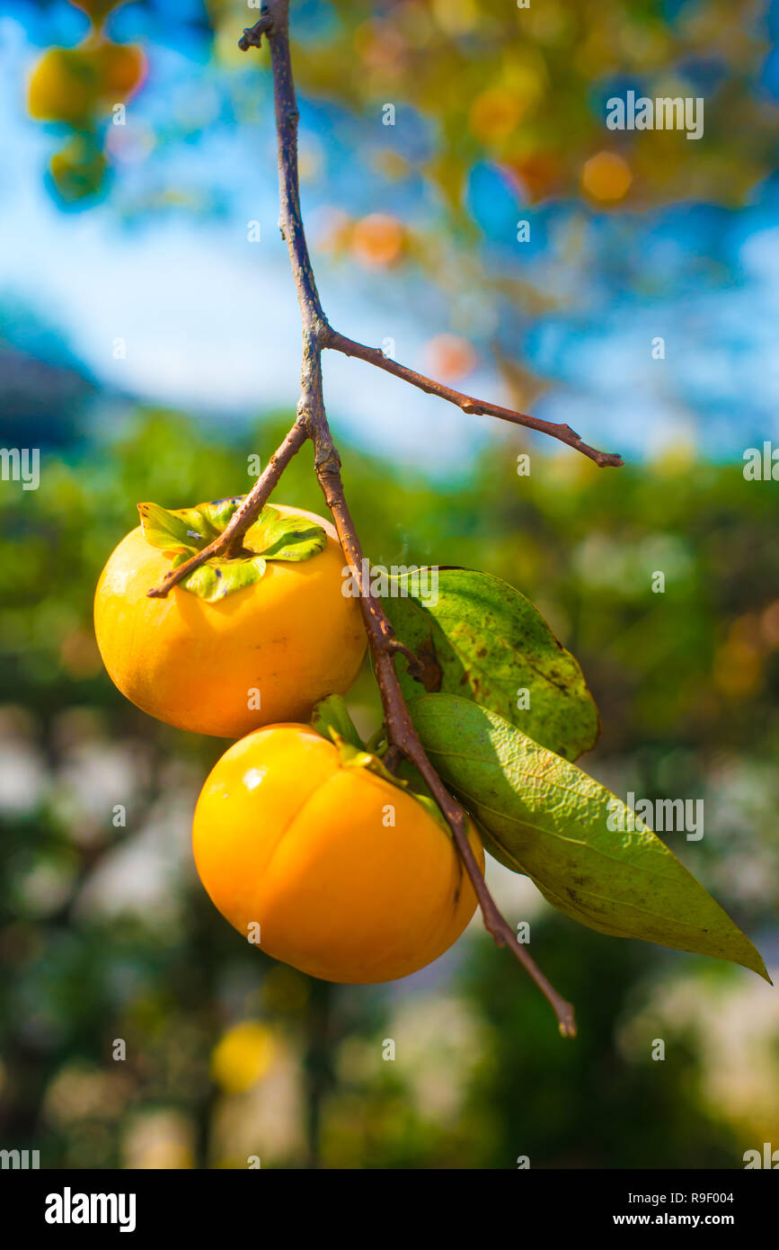 Japanese persimmon in Toyama, Japan. Toyama is a city of Japan located ...