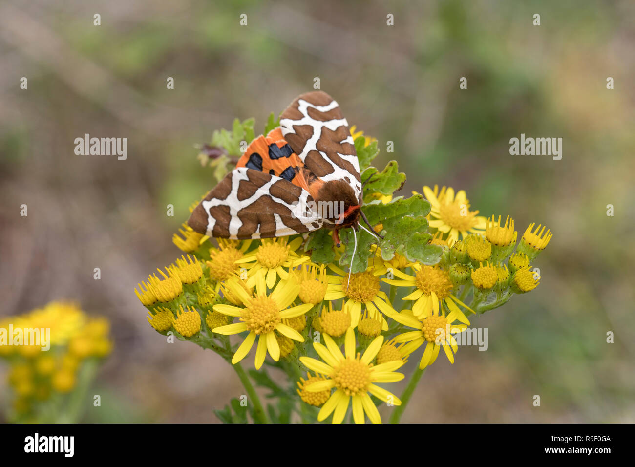 Garden tiger arctia caja moth on flower hi-res stock photography and ...