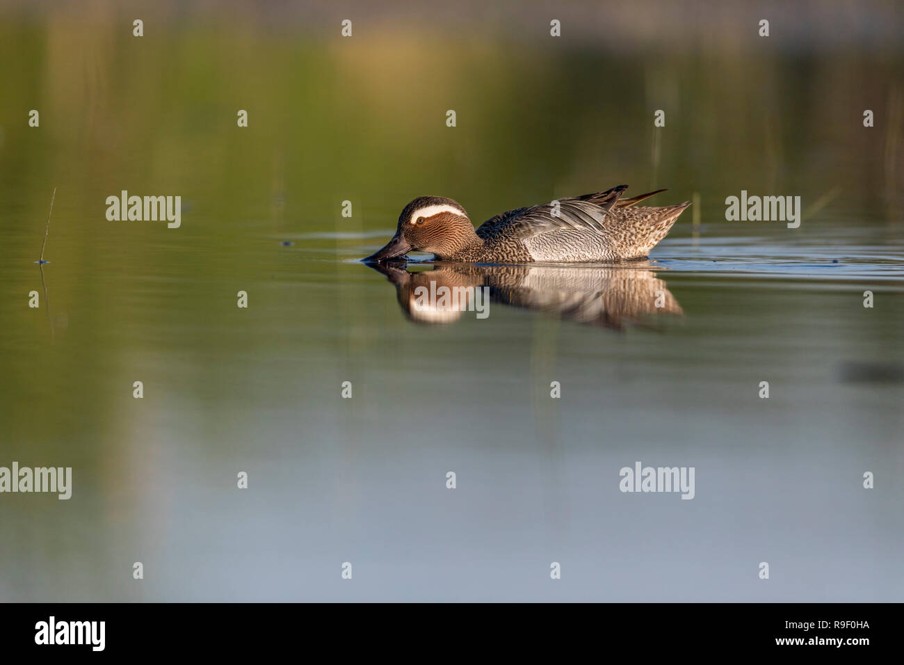 Garganey drake hi-res stock photography and images - Alamy