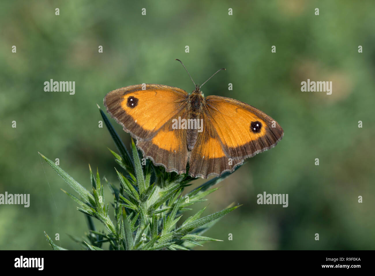 Gatekeeper; Pyronia tithonus Cornwall; UK Stock Photo - Alamy