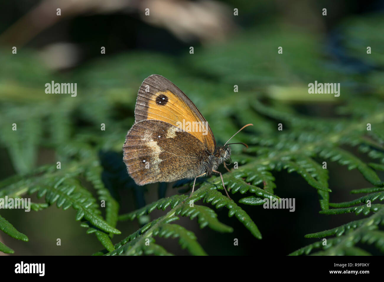 Gatekeeper; Pyronia tithonus Cornwall; UK Stock Photo - Alamy