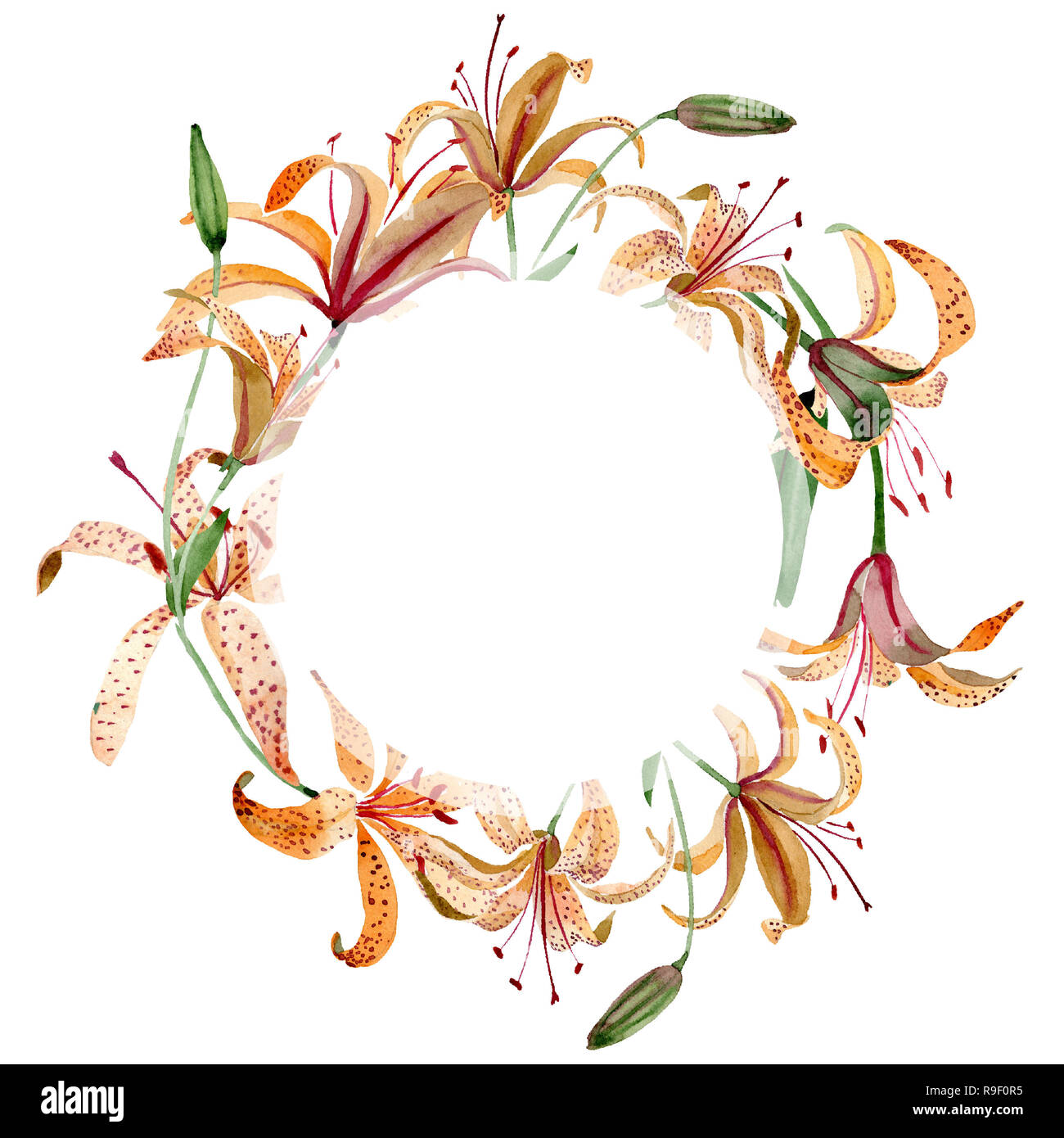 Orange lilium floral botanical flower. Watercolor background ...