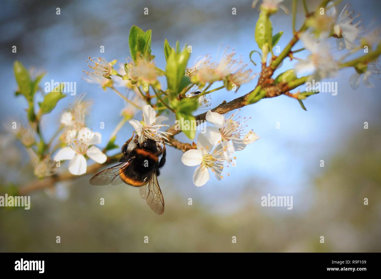 Bumblebee on a cherry blossom tree in spring Stock Photo - Alamy