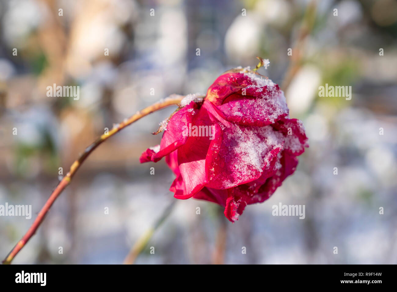 Pink roses with frost hi-res stock photography and images - Alamy