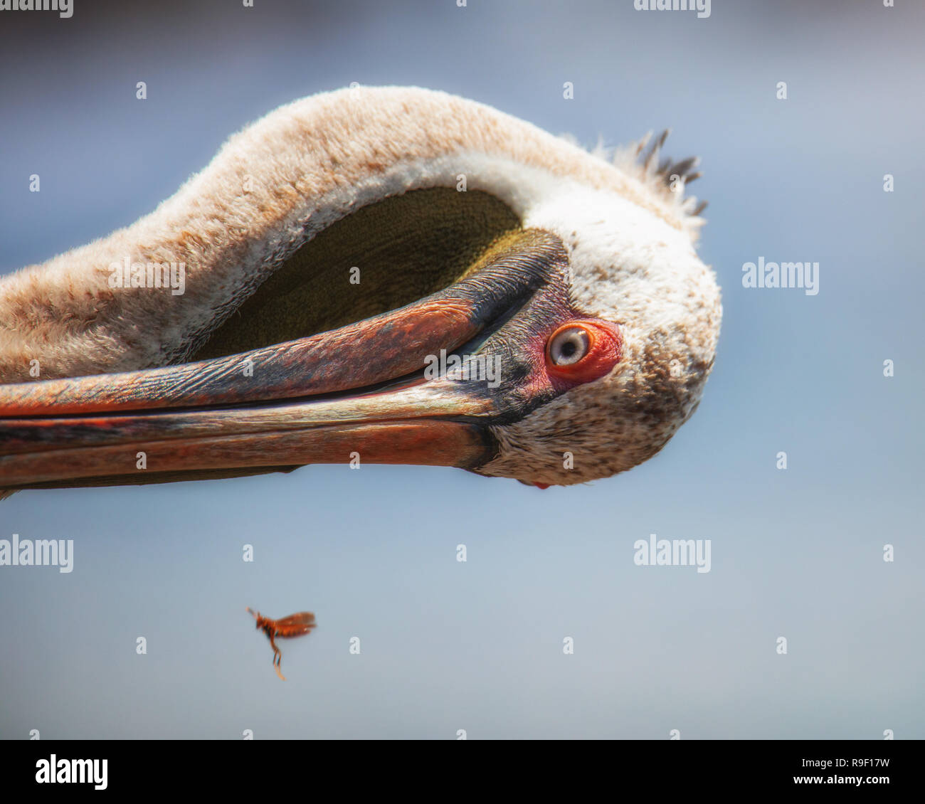 Galapagos insect hi-res stock photography and images - Alamy