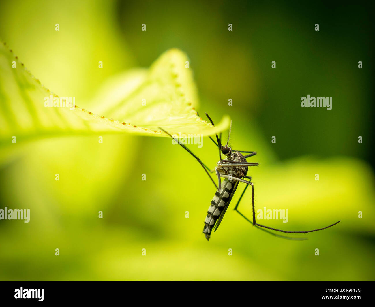 Close up of Aedes Aegypti Mosquito resting on the leaf in garden. Aedes ...