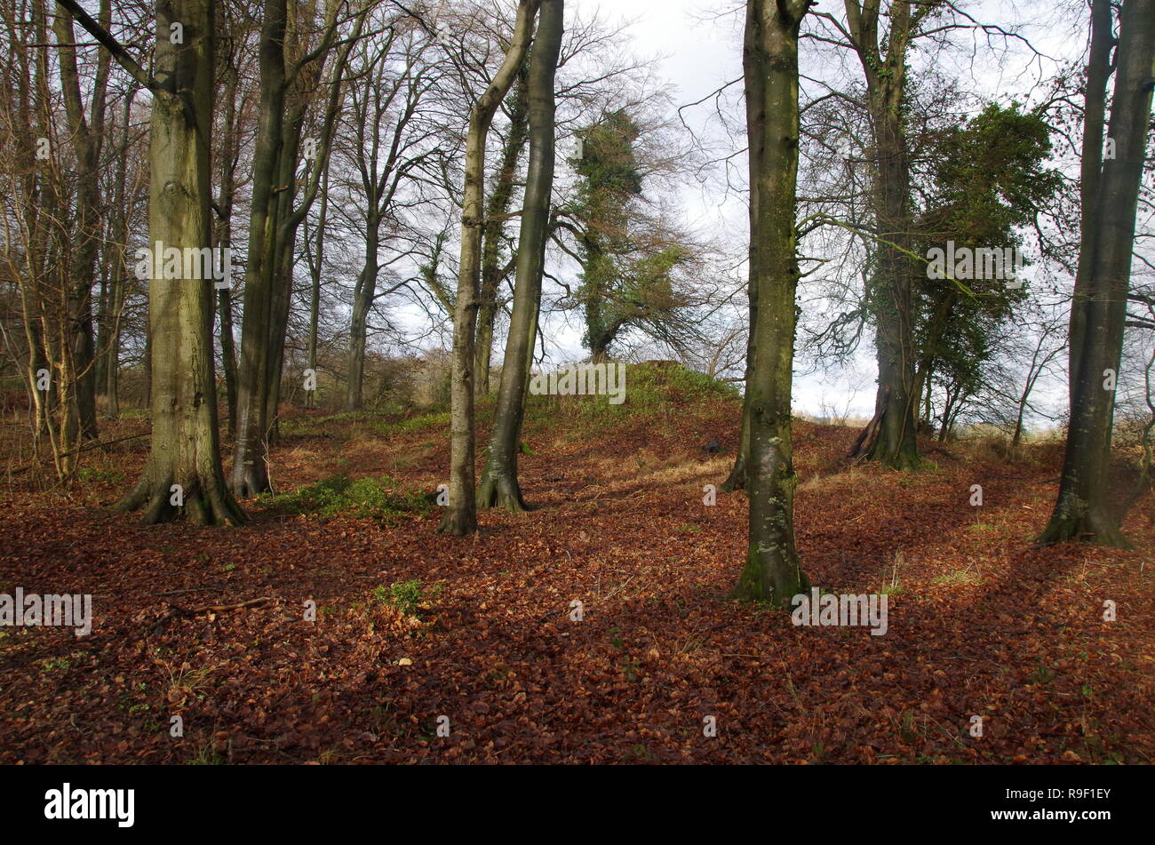 Hailey wood. Bathurst Estate. The Macmillan Way. Long-distance trail ...