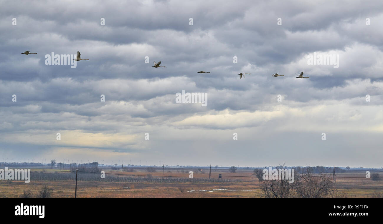 Wild Geese flying Stock Photo - Alamy