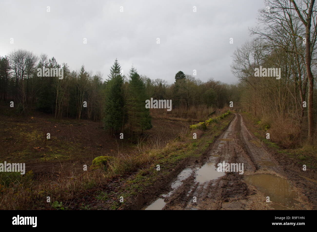 Hailey wood. Bathurst Estate. The Macmillan Way. Long-distance trail ...