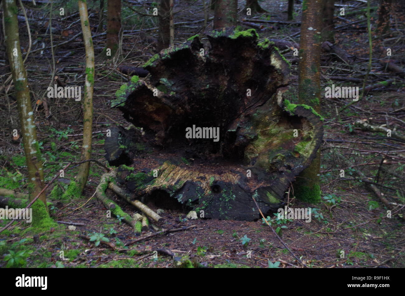 Hollow fallen tree. Hailey wood. Bathurst Estate. The Macmillan Way ...