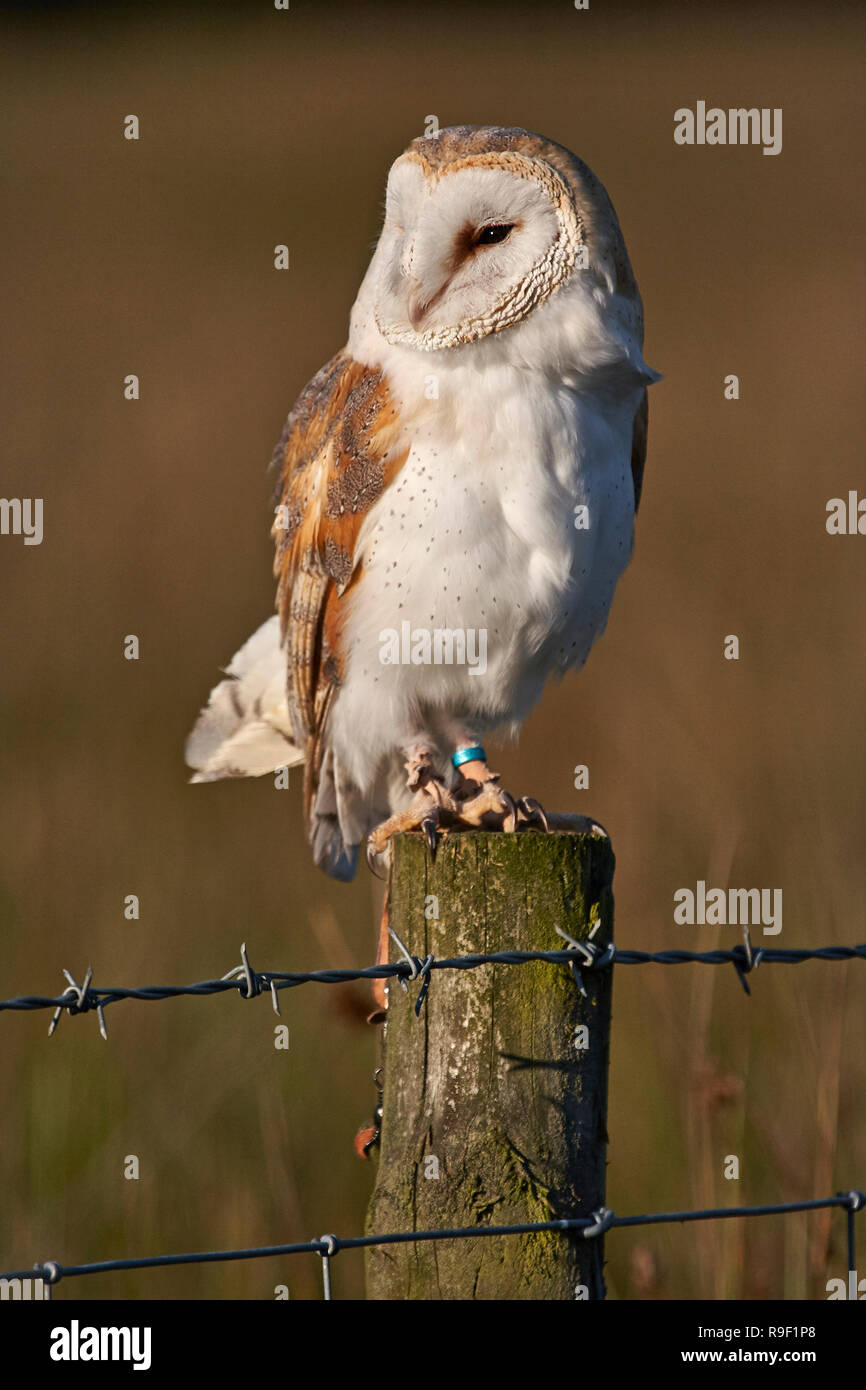 Barn owl head hi-res stock photography and images - Alamy