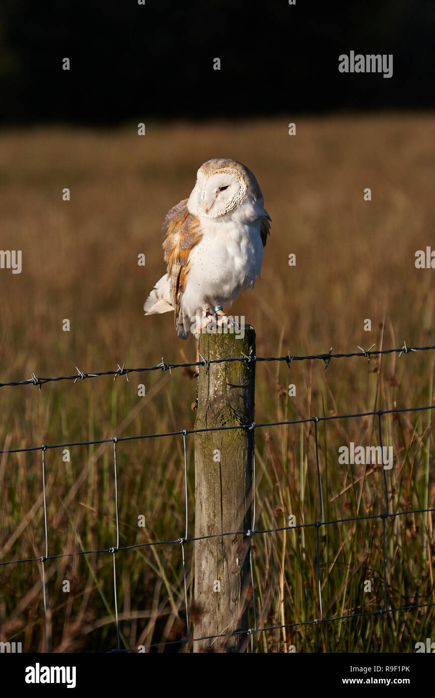 Barn owl fence hi-res stock photography and images - Alamy