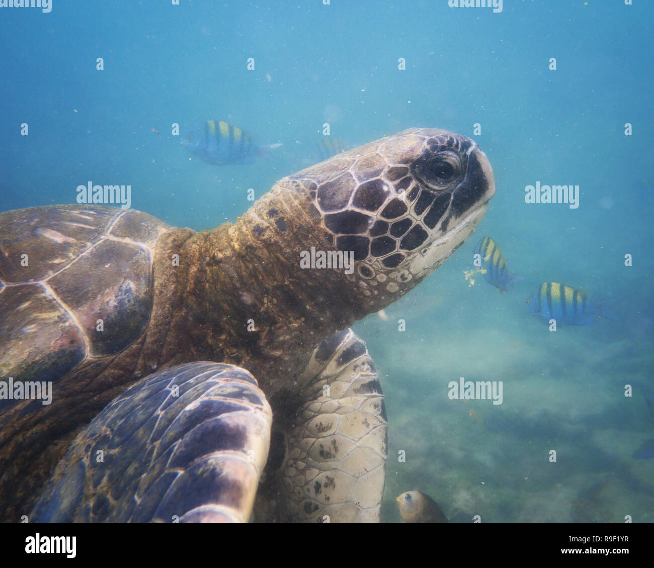 Chelonia Mydas Chelonia agassizii green sea turtle Galapagos Stock ...