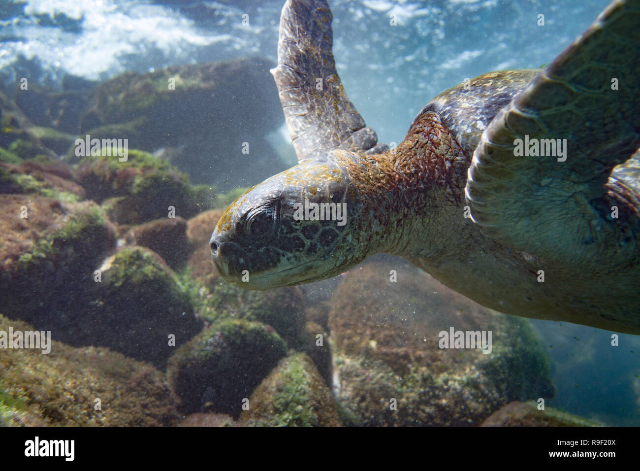 Chelonia Mydas Chelonia agassizii green sea turtle Galapagos Stock ...