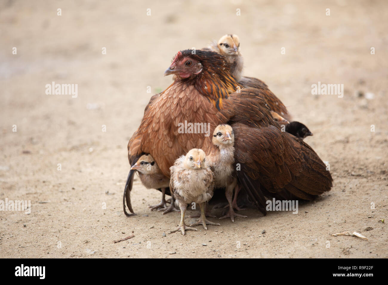 Hen chicks under wing hi-res stock photography and images - Alamy