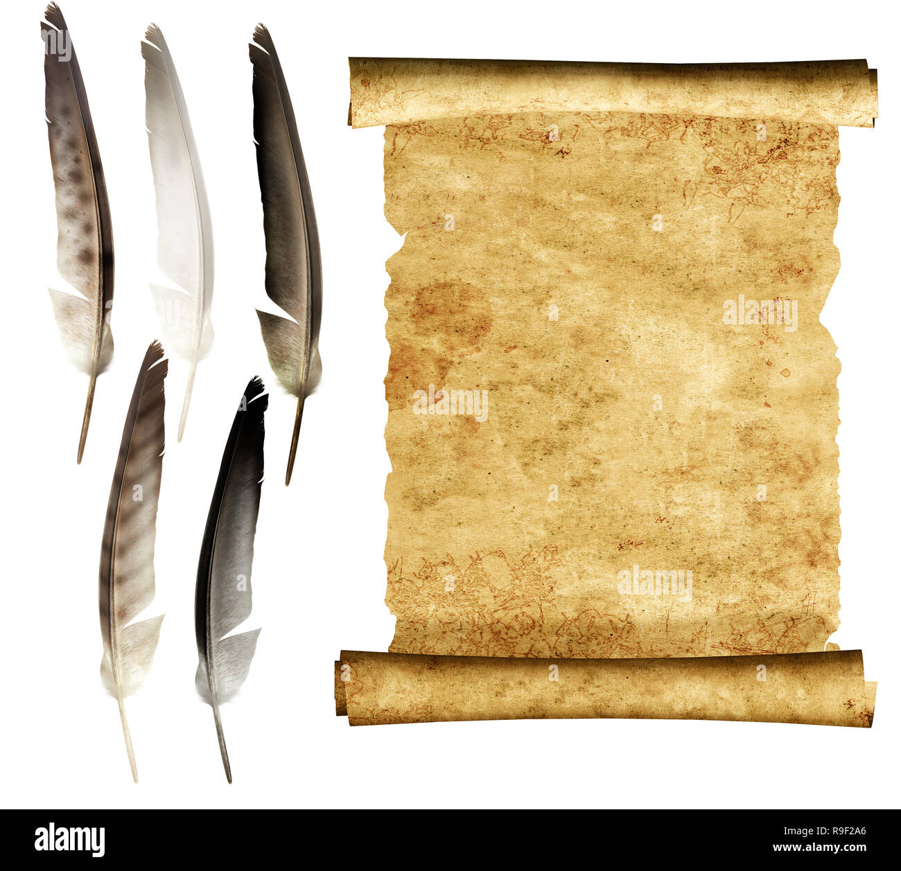 Old parchment and collection of feathers. Isolated over white Stock ...
