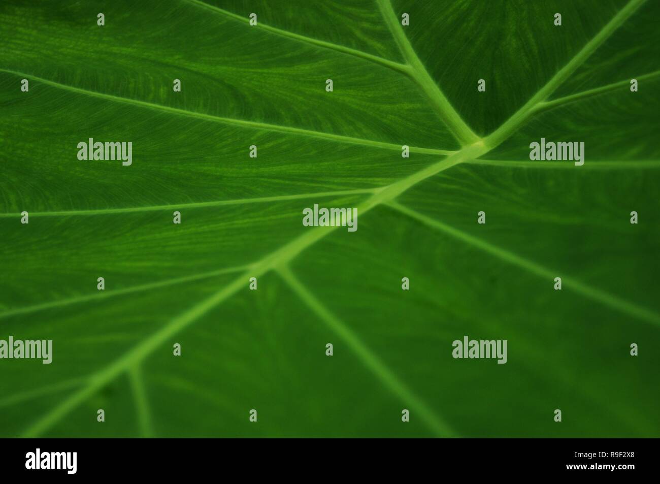 Natural growth structures hi-res stock photography and images - Alamy