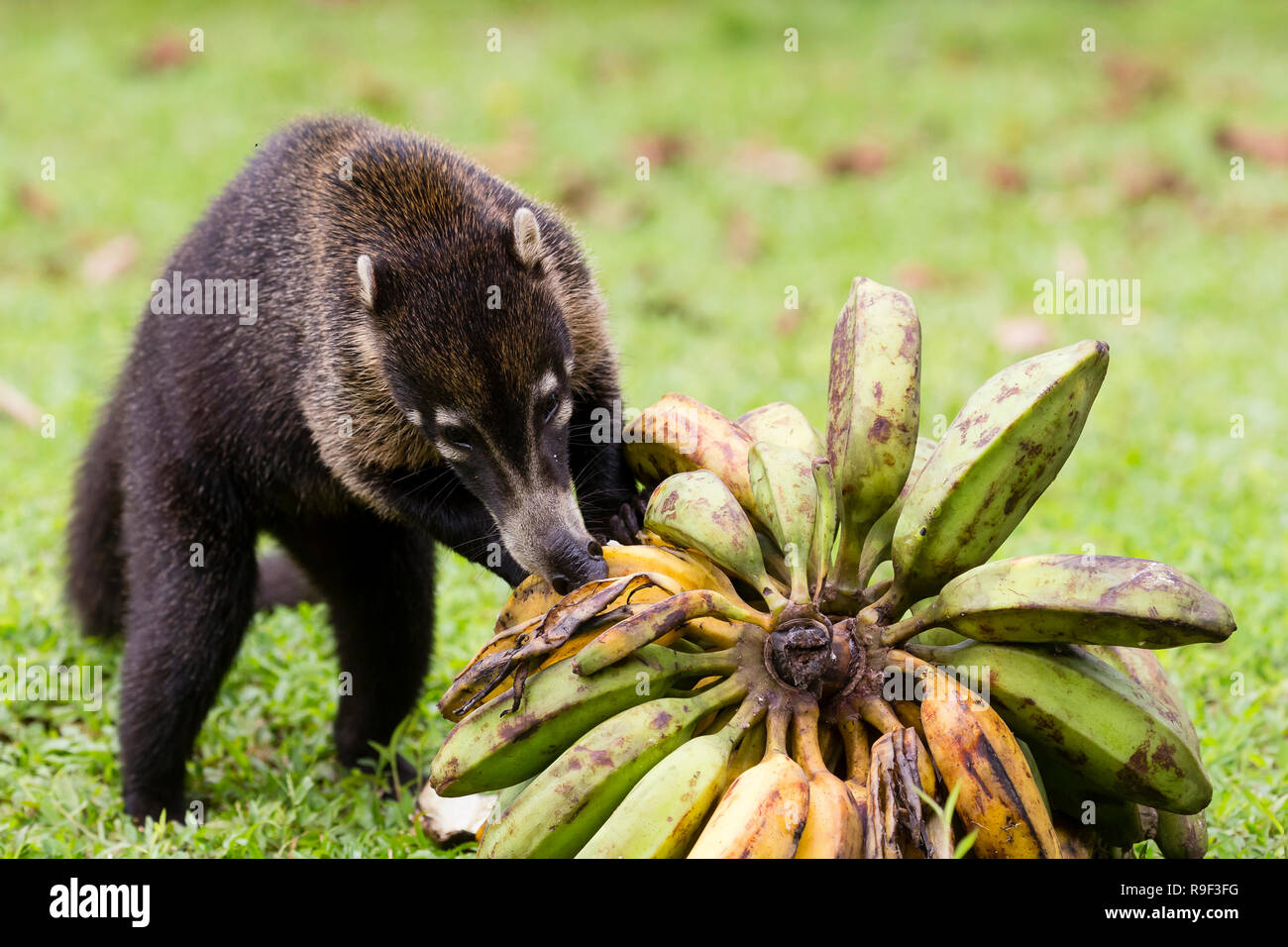 Coati rainforest hi-res stock photography and images - Alamy