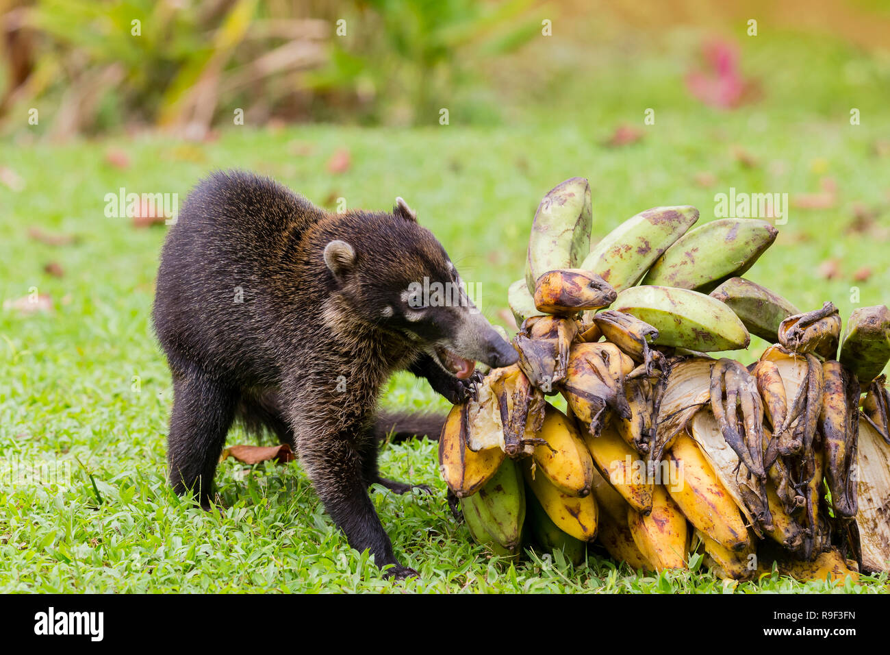 Coati foraging in northern Costa Rica Stock Photo - Alamy