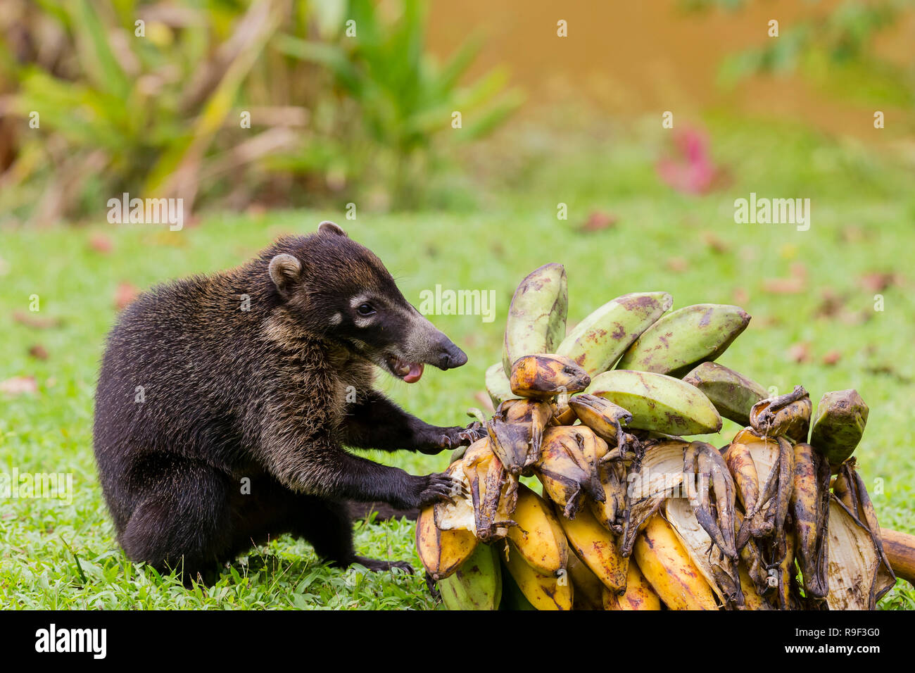 Coati rainforest hi-res stock photography and images - Alamy