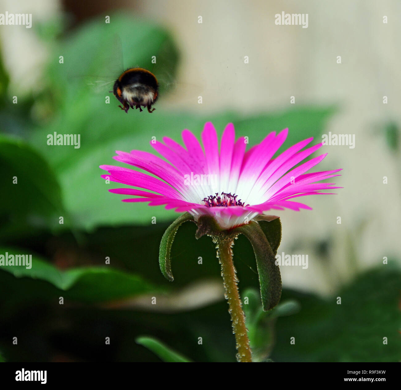 Tameside garden hi-res stock photography and images - Alamy