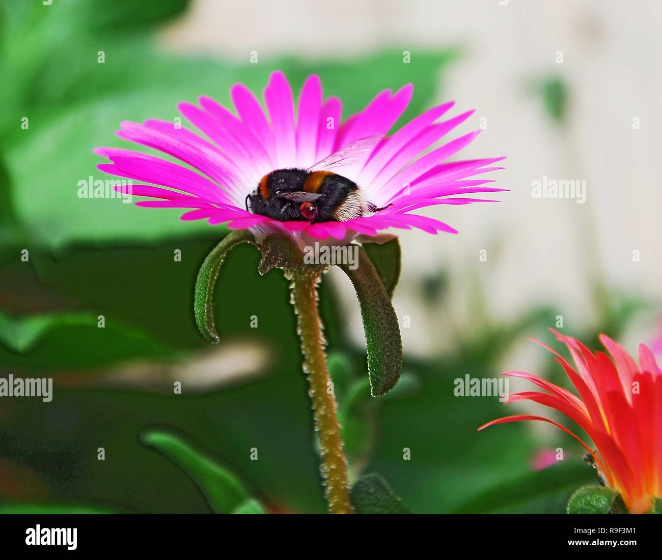 Tameside garden hi-res stock photography and images - Alamy