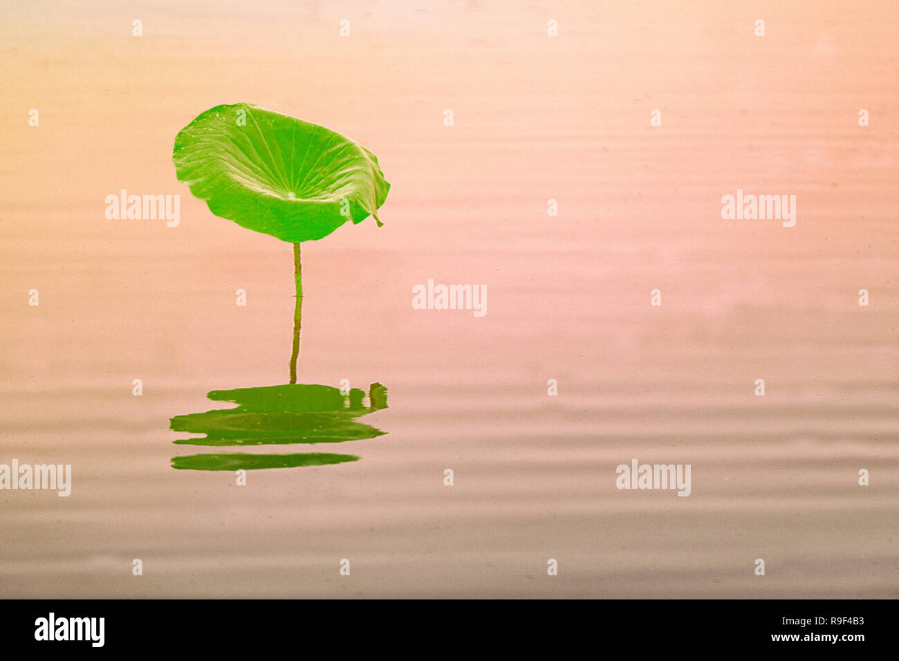 aquatic plant and its reflection Stock Photo - Alamy