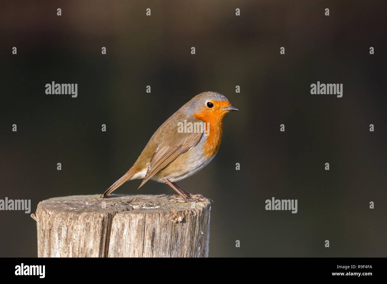 European robin redbreast hi-res stock photography and images - Alamy