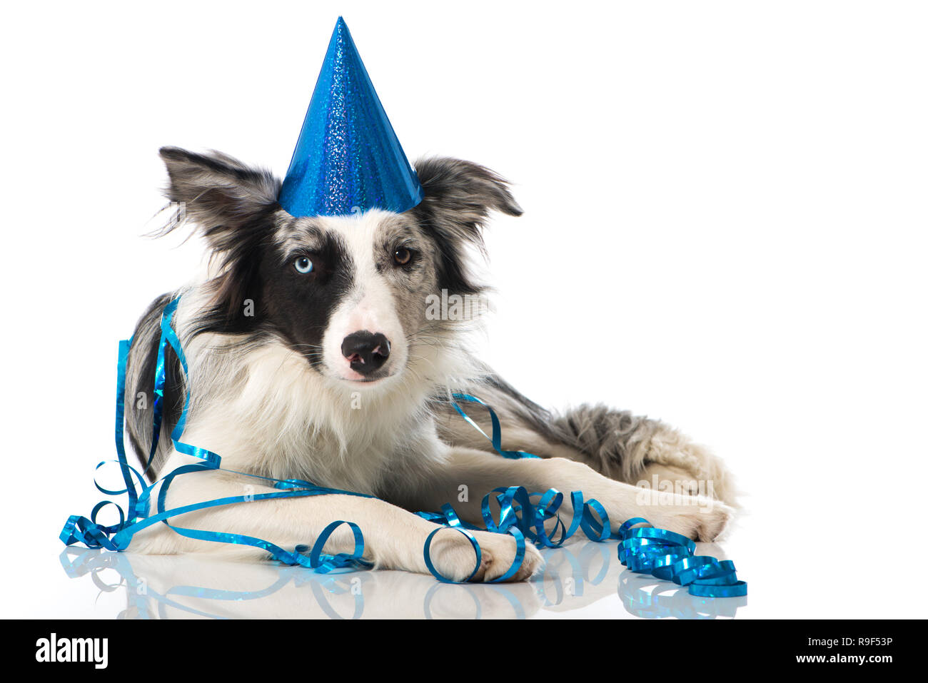 Young border collie is celebrating a party Stock Photo - Alamy