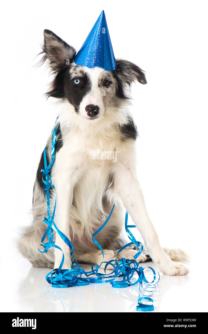 Young border collie is celebrating a party Stock Photo - Alamy