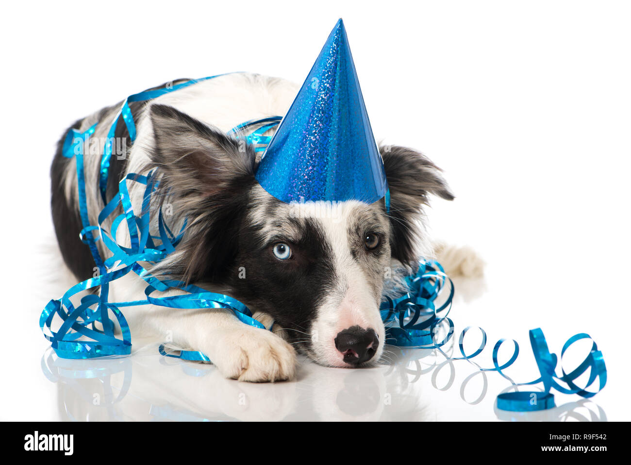Young border collie is celebrating a party Stock Photo - Alamy