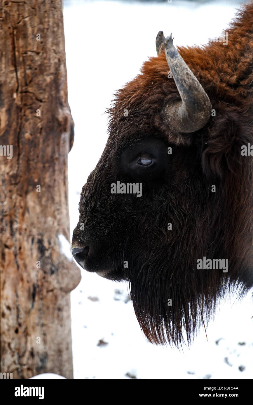 Bizon bison hi-res stock photography and images - Alamy
