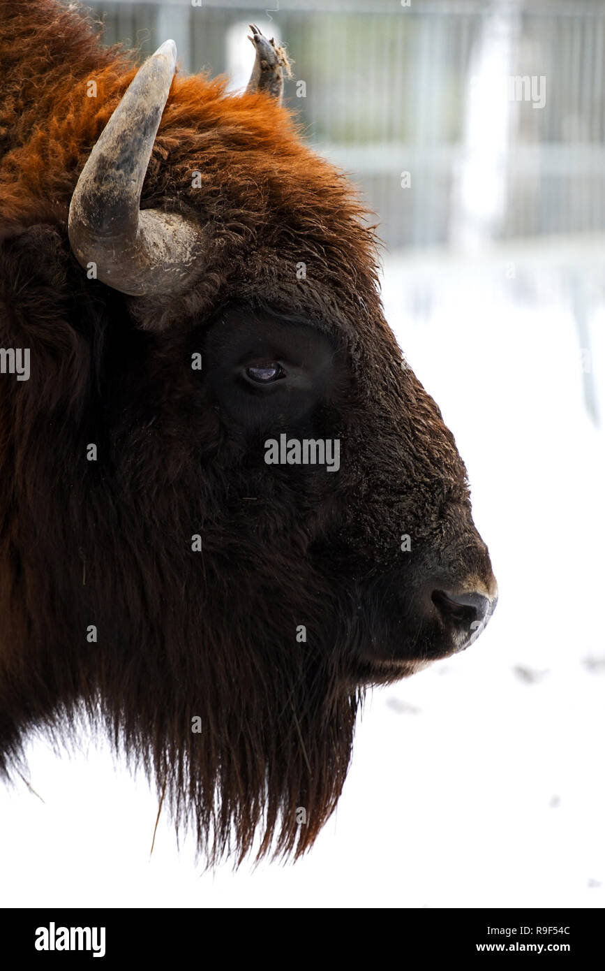 European buffalo european buffalo hi-res stock photography and images ...