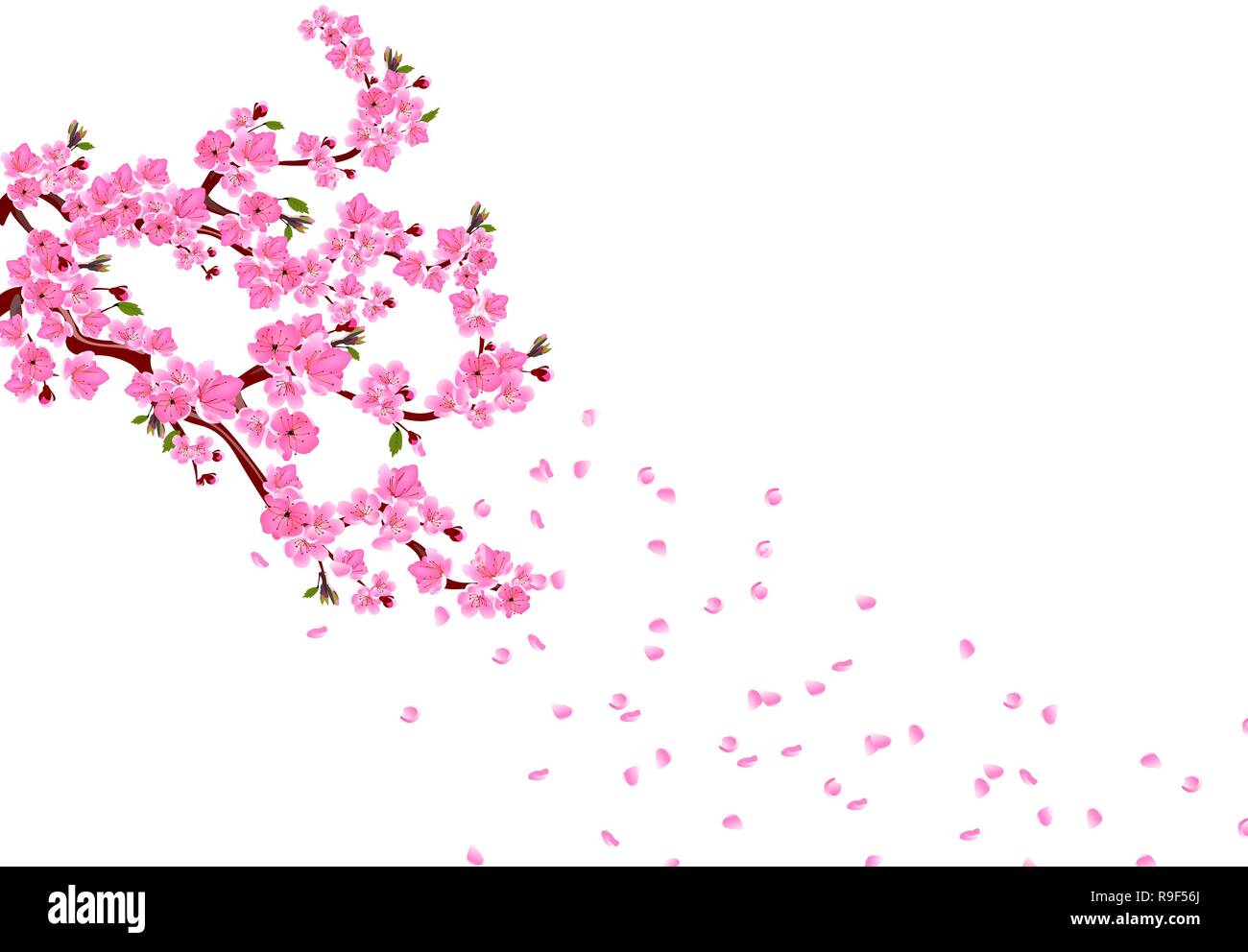 Sakura. Branches with pink flowers, leaves and cherry buds. Petals fly ...