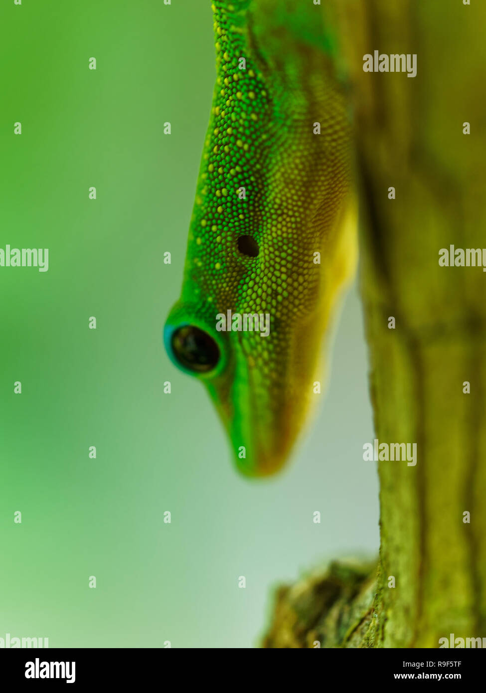 Hawaii Gecko Ho'okena Beach Stock Photo - Alamy