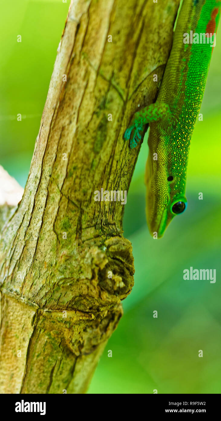 Hawaii Gecko Ho'okena Beach Stock Photo - Alamy