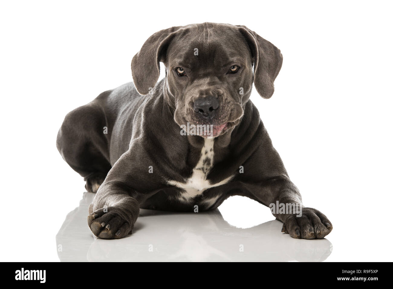 Cane corso dog lying on white background Stock Photo - Alamy