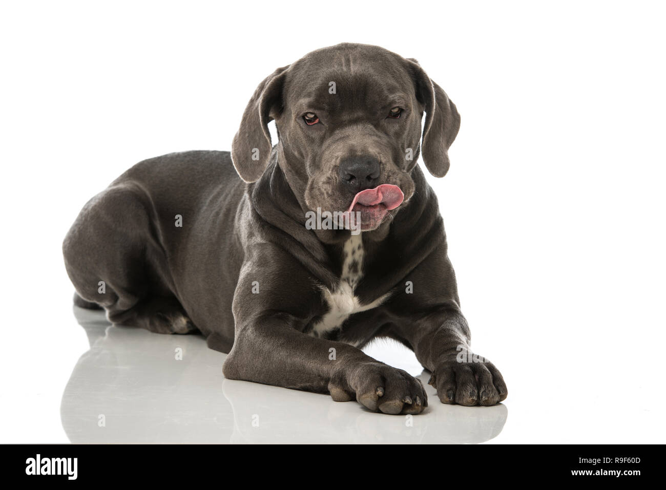Cane corso dog on white background looking to the camera Stock Photo ...
