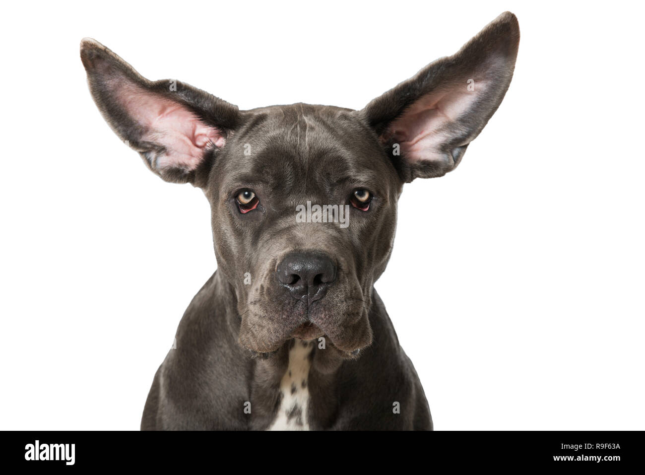 Cane corso dog on white background looking to the camera Stock Photo ...