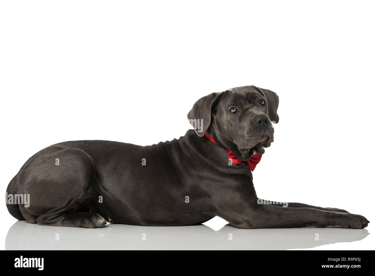 Cane corso dog on white background looking to the camera Stock Photo ...