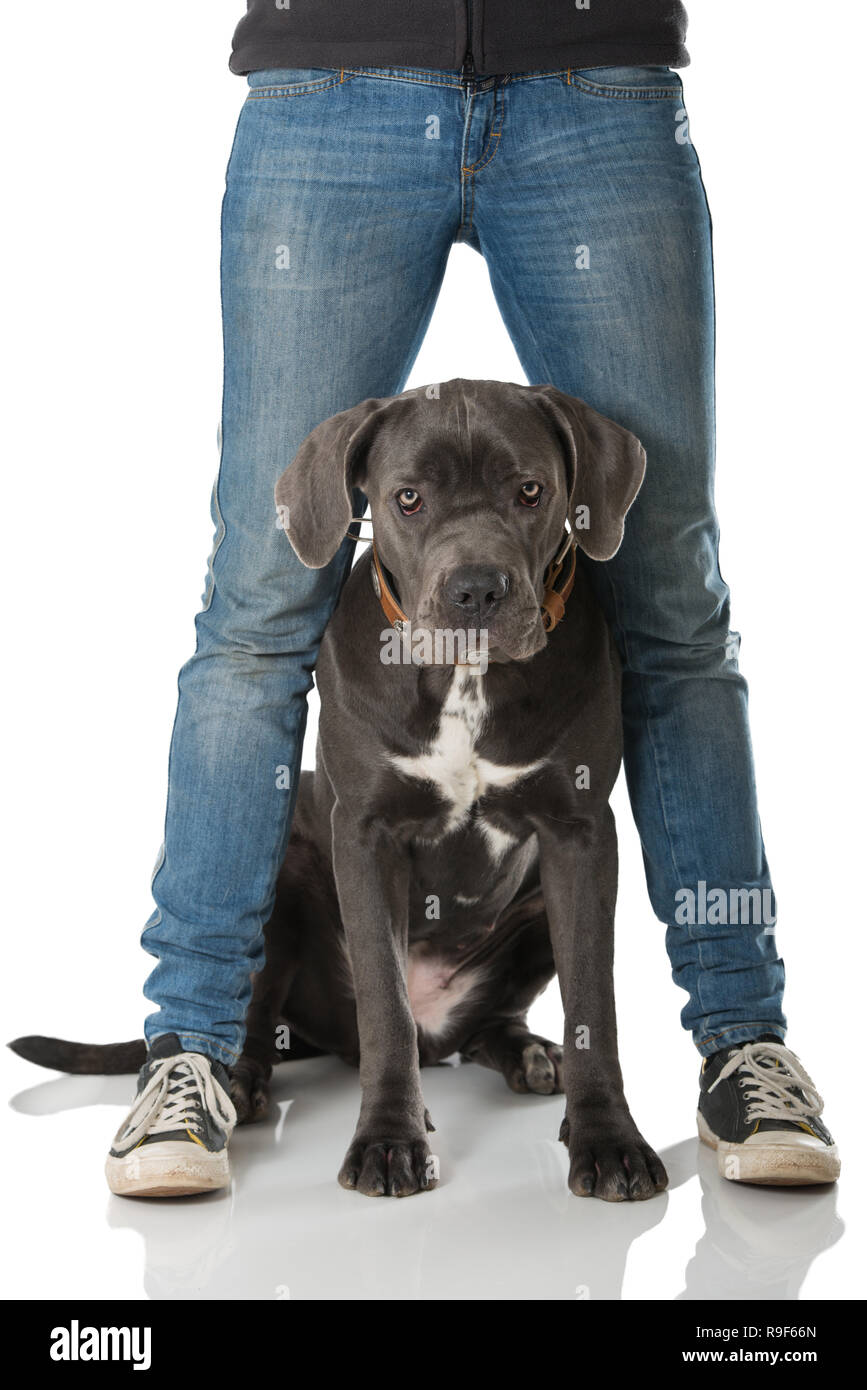 Cane corso dog between human legs on white background looking to the ...