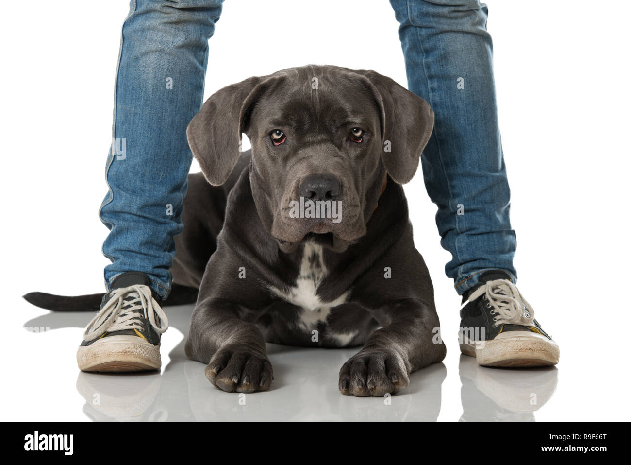 Cane corso dog between human legs on white background looking to the ...
