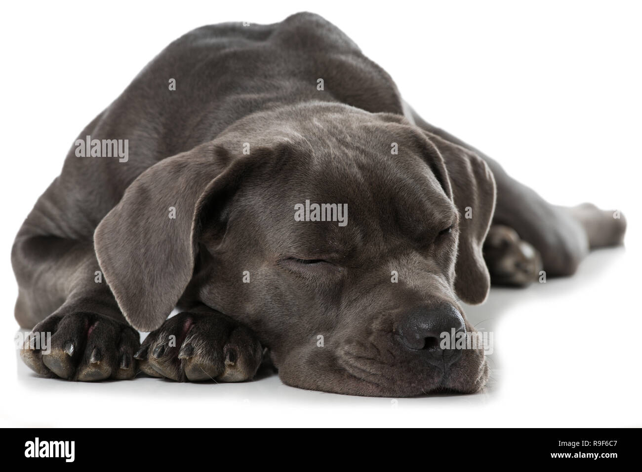 Purebred cane corso dog Cut Out Stock Images & Pictures - Alamy