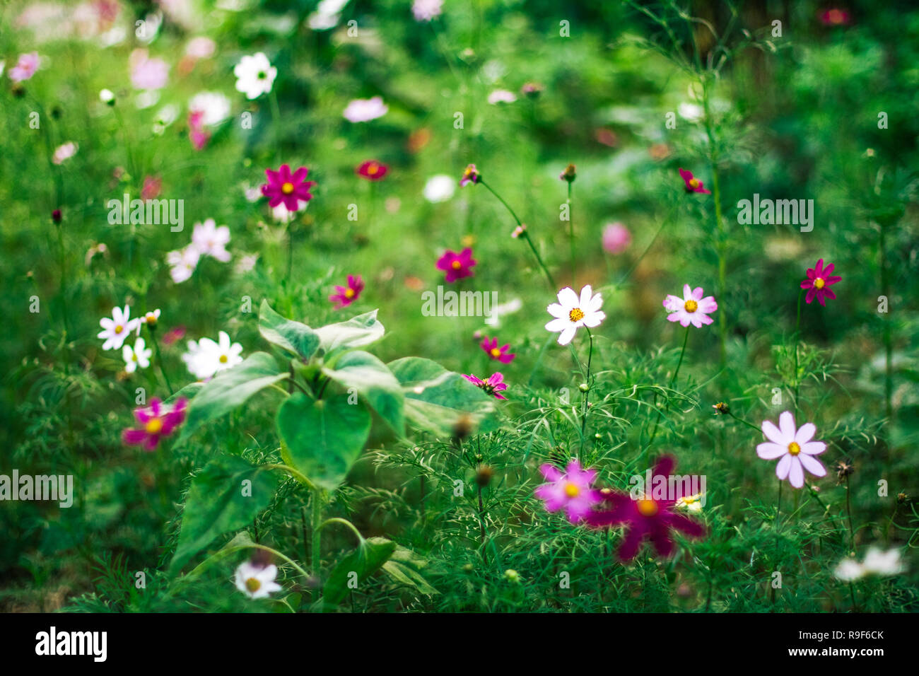 daisy garden - gardening, flowers and nature styled concept, elegant ...
