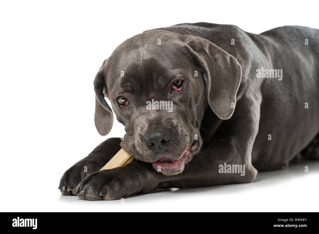 Cane corso dog with a bone on white background Stock Photo - Alamy