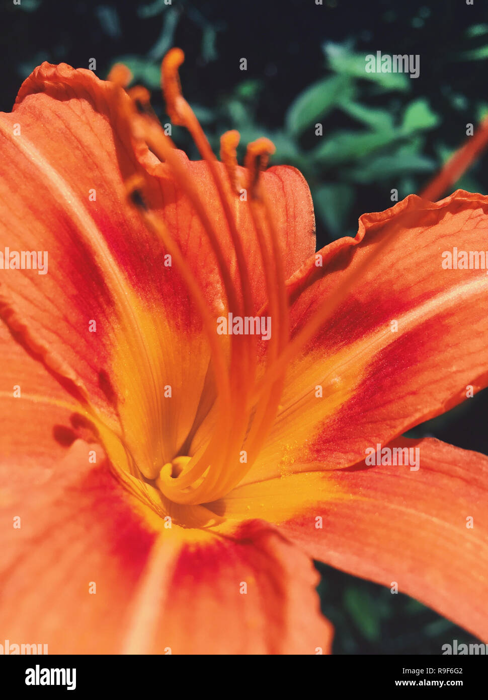 floral blossom - wedding, holiday and flower garden styled concept ...