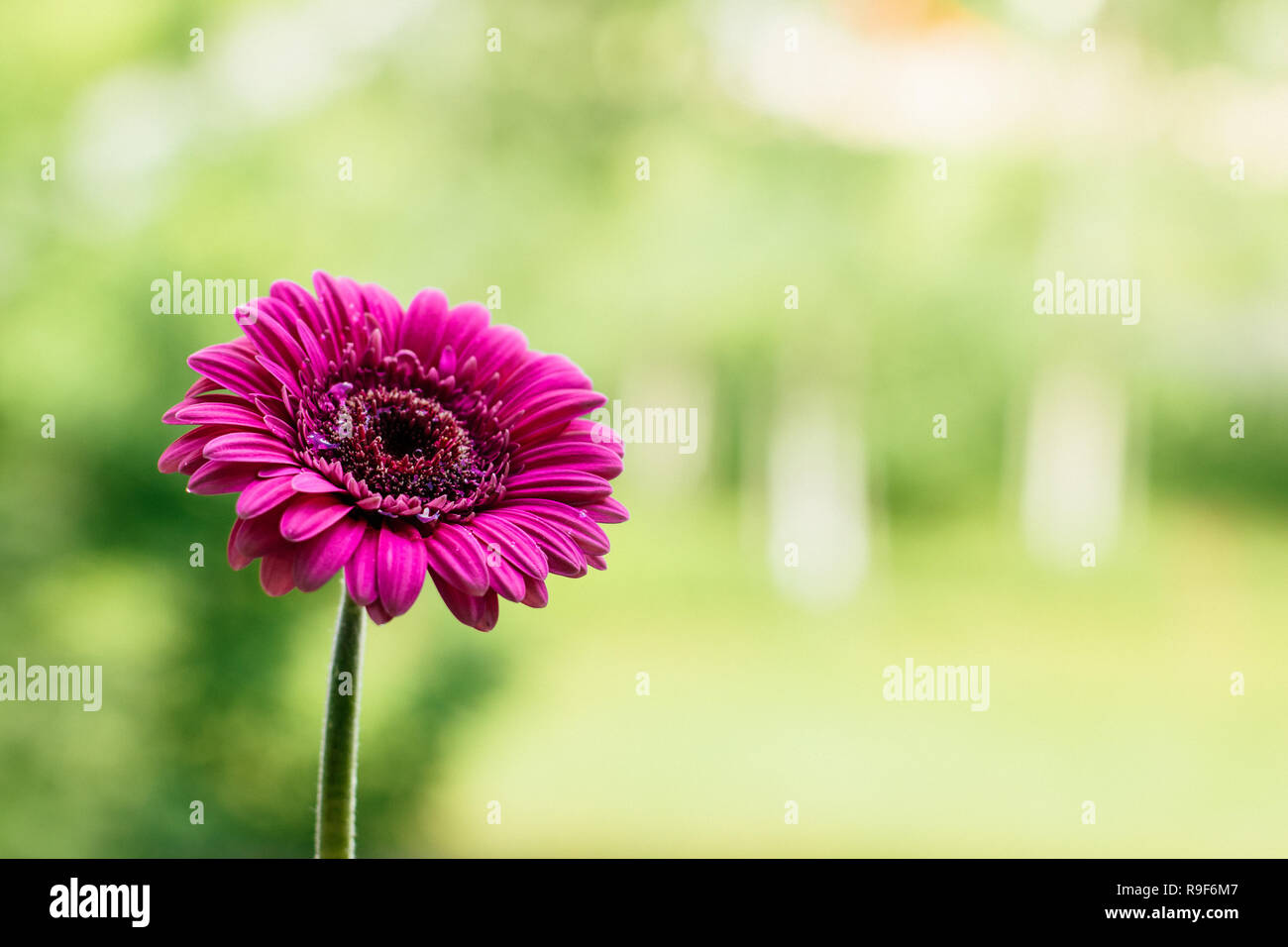 floral blossom - wedding, holiday and flower garden styled concept ...