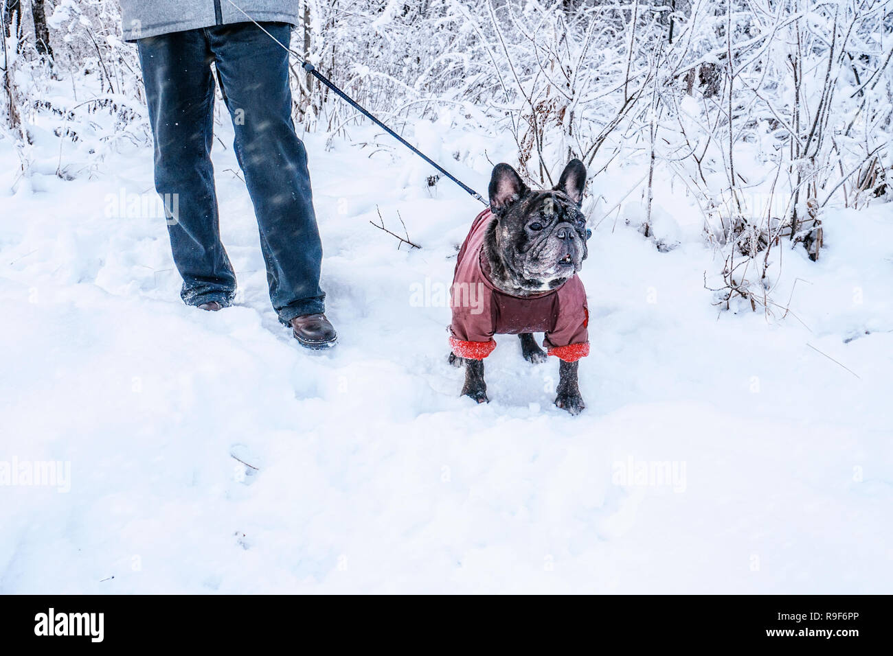 Old Pug walks in the snow with his master. Dog in a winter coat in ...