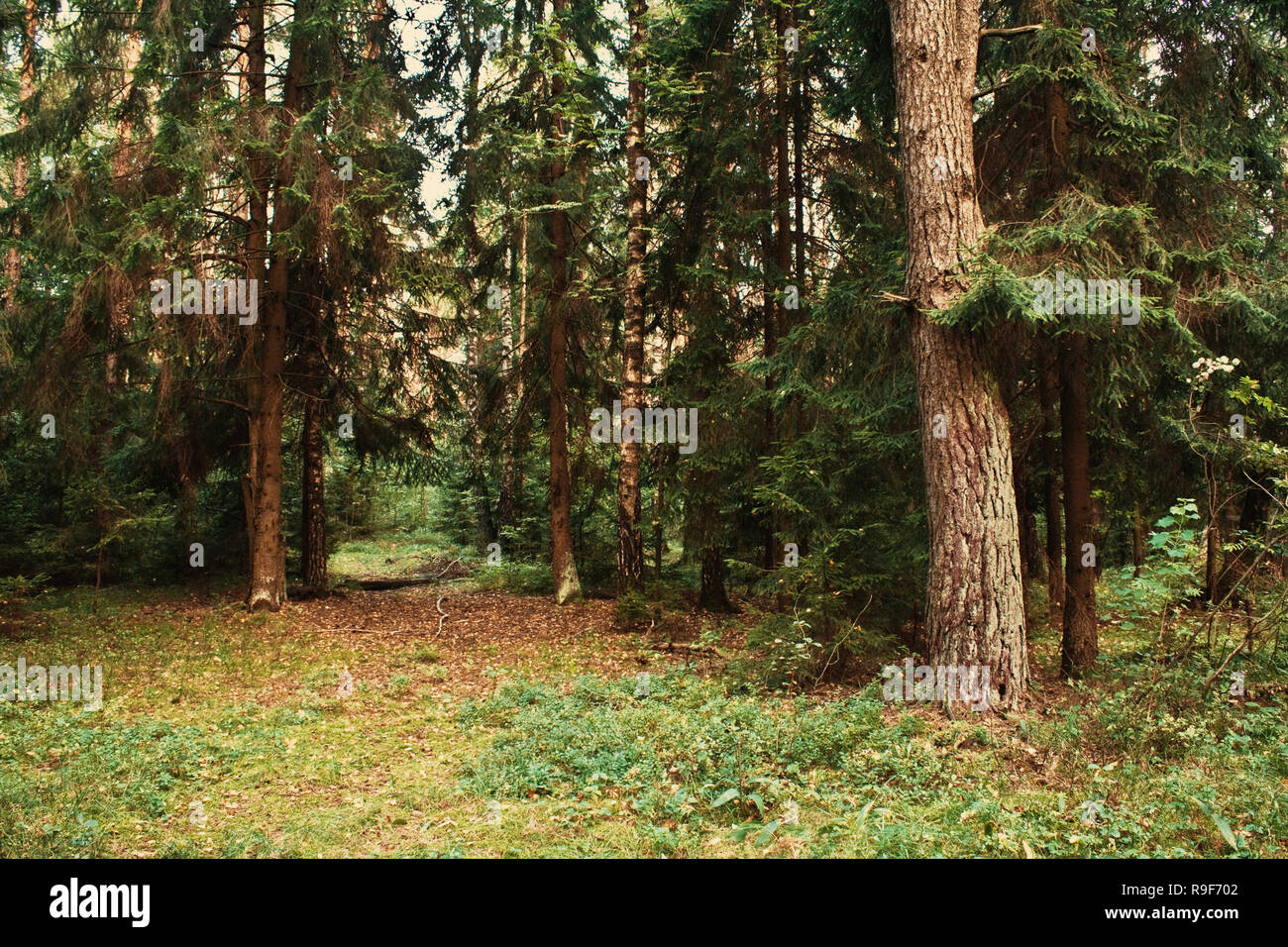 fall scenery, beauty of autumn - nature and environment concept ...