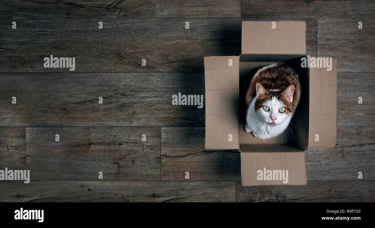 Cute tabby cat in a cardboard box looking up to the camera. Panoramic ...
